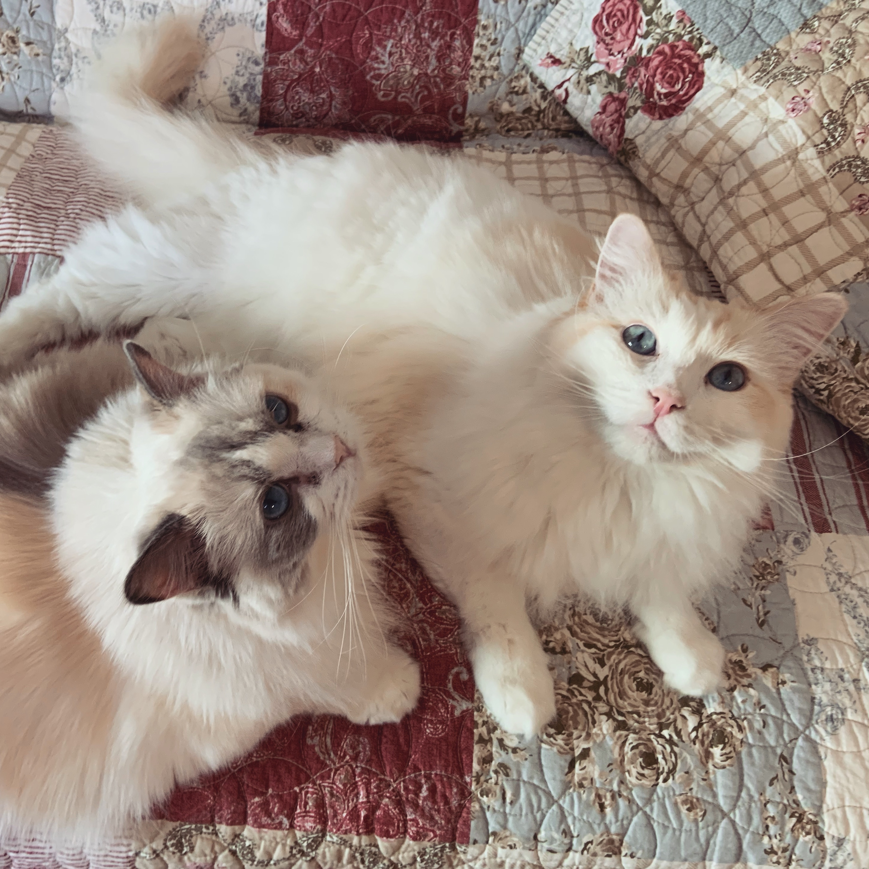 About Me – Fairy Potato Aquaria