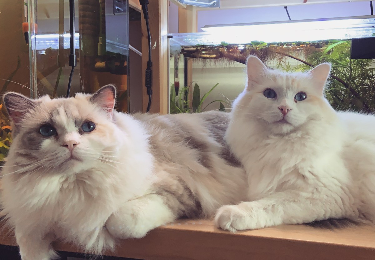 Contact – Fairy Potato Aquaria